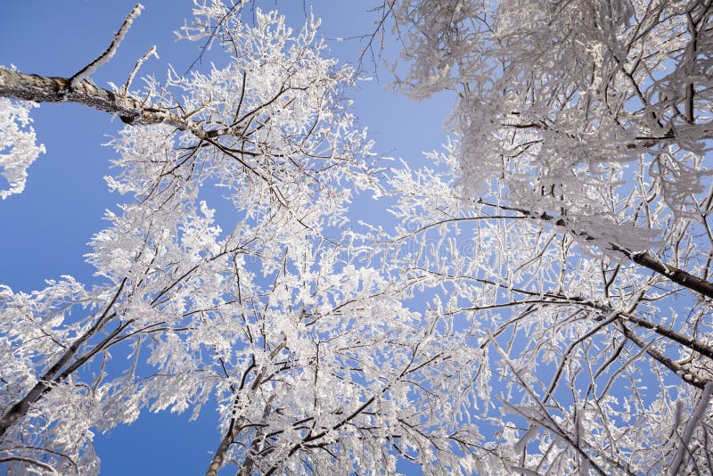 Hard rime ice on trees stock image. Image of branched - 1131495