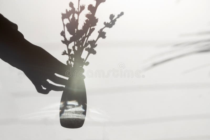Hard Shadow of a Blooming Cherry Branch in Glass Vase Stock Image ...