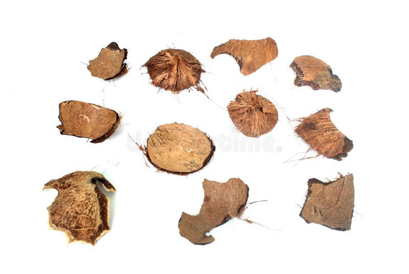 Hard Shell of Coconut White Background. Stock Photo - Image of healthy ...