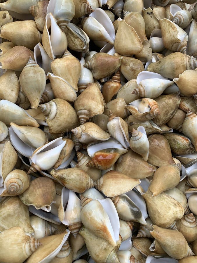 X28 Laevistrombus Stock Photos - Free & Royalty-Free Stock Photos from ...