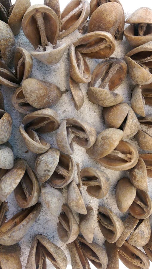 Hard shell of nuts stock image. Image of wallpaper, seeds - 47502583