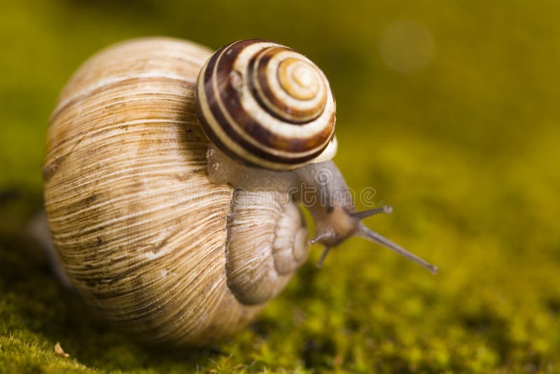 Snail dance stock photo. Image of mating, garden, life - 657752