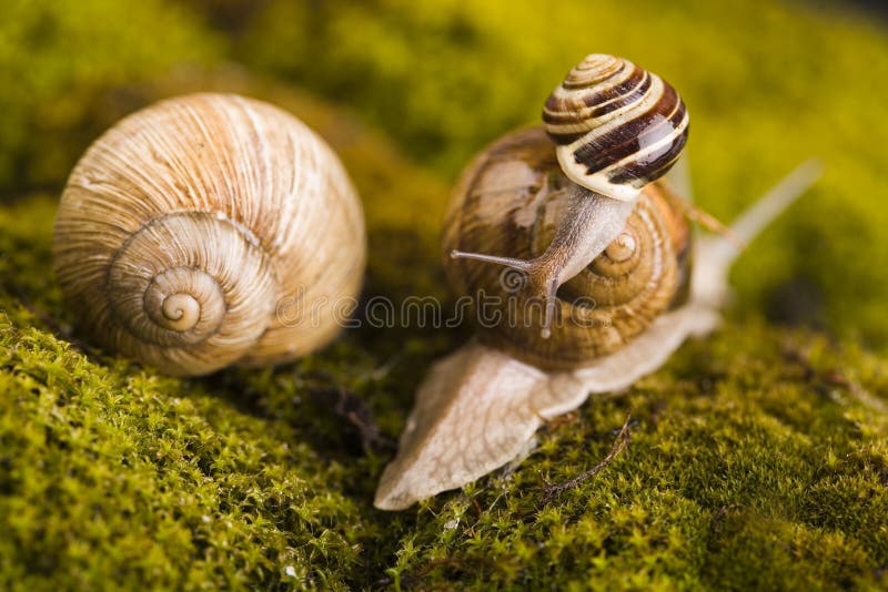 Hard shell of snail stock image. Image of animal, fauna - 7291815