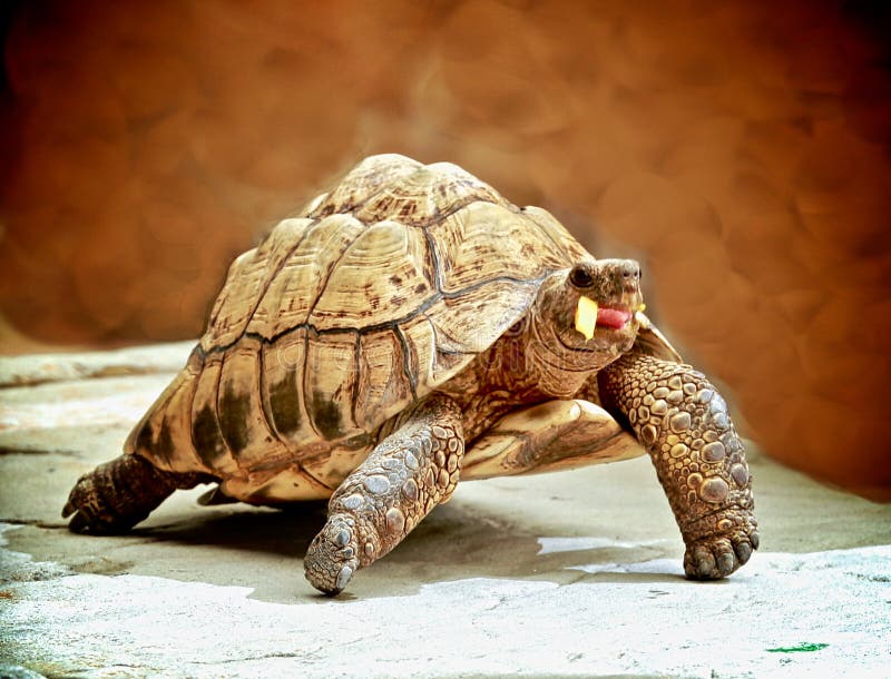 Turtle Hard Shell Naples Zoo Florida Stock Image - Image of naples ...