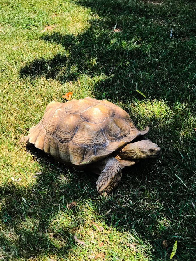 Hard shell turtle stock image. Image of head, close - 124277625