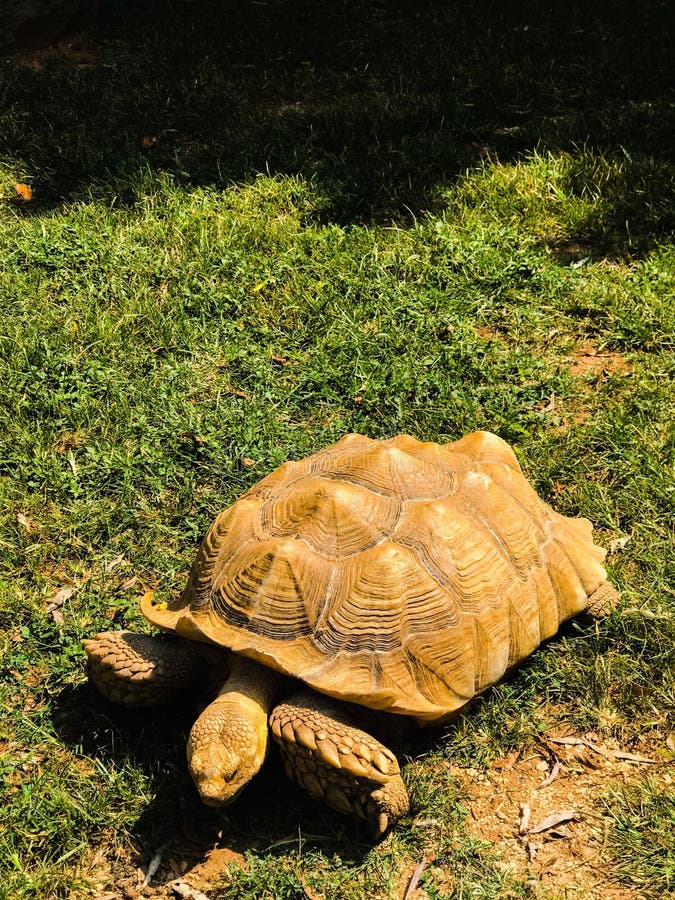 Hard shell turtle stock image. Image of webbed, animal - 124277623