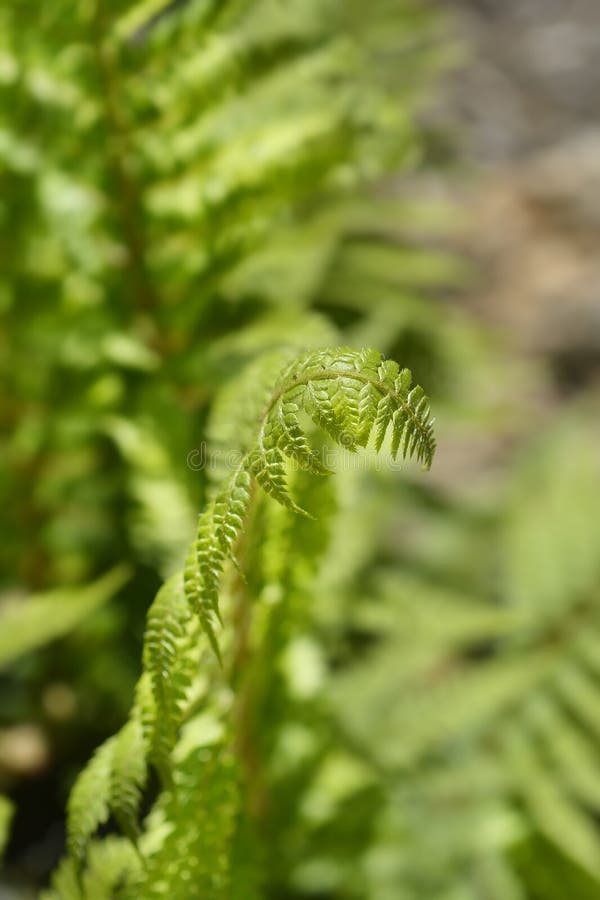 Hard shield-fern stock image. Image of leaves, leaf - 392249101