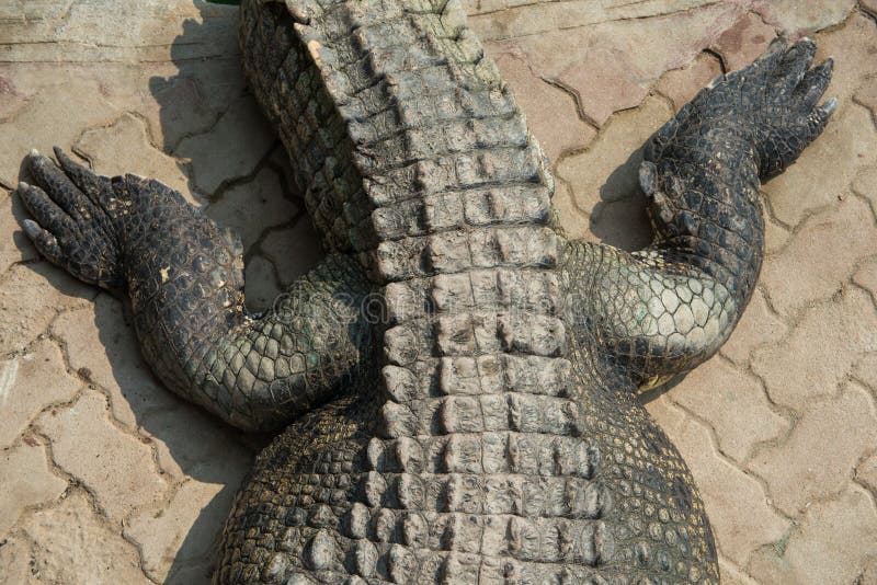 Hard skin stock photo. Image of lake, animal, thailand - 36976394