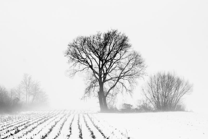 Hard soil 1 stock photo. Image of pejzaafrac34, fogg - 86652018