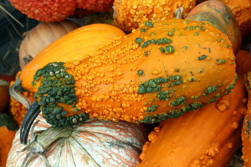 Big hard squash stock photo. Image of pile, nature, heap - 34309334