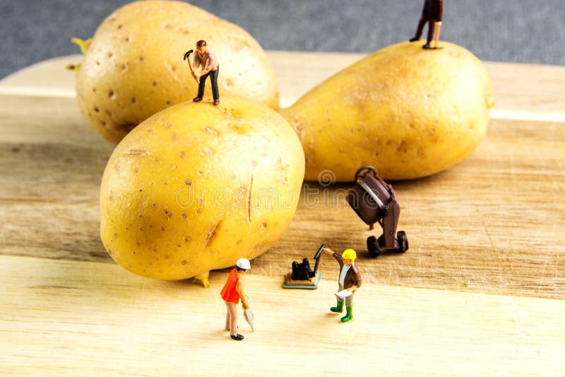Hard Team Working To Make the Best Potato Possible Stock Image - Image ...