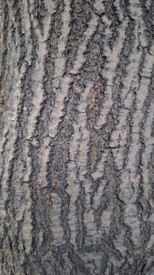 The Hard, Thick Texture of a Tree with Curved Lines on it. Stock Image ...