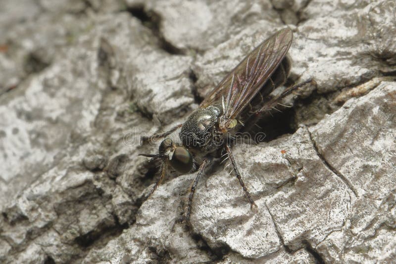 Black Diptera or Fly Walking Down a Piece of Bark. Stock Photo - Image ...