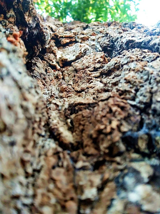 Hard Tree Bark in the Photo from Below Stock Photo - Image of hard ...