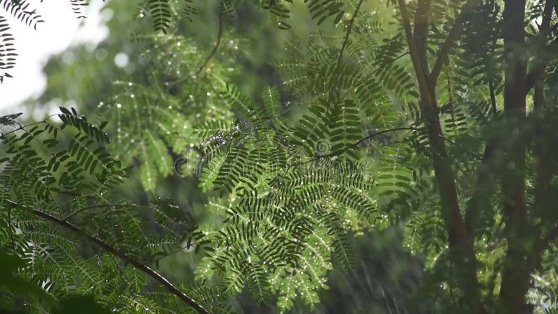 Hard Wind Blowing and Rain Falling from Summer Storm on Acacia Tree in ...