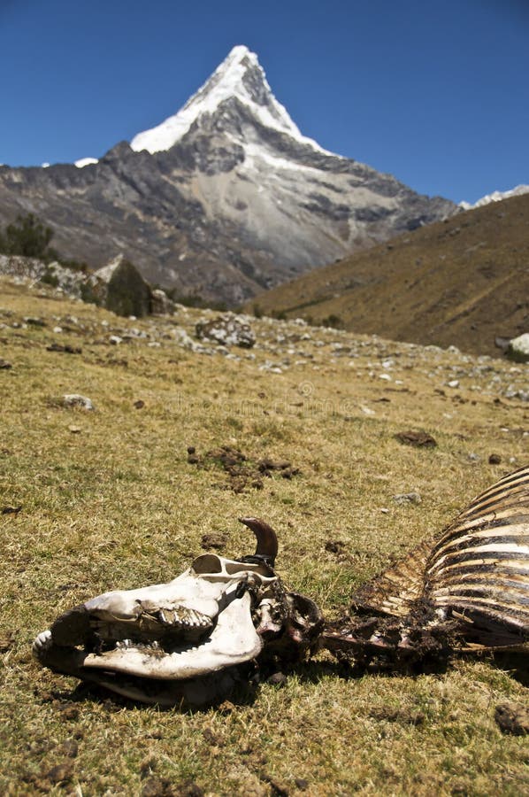 A Hard Winter stock photo. Image of carcass, animal, south - 12255660