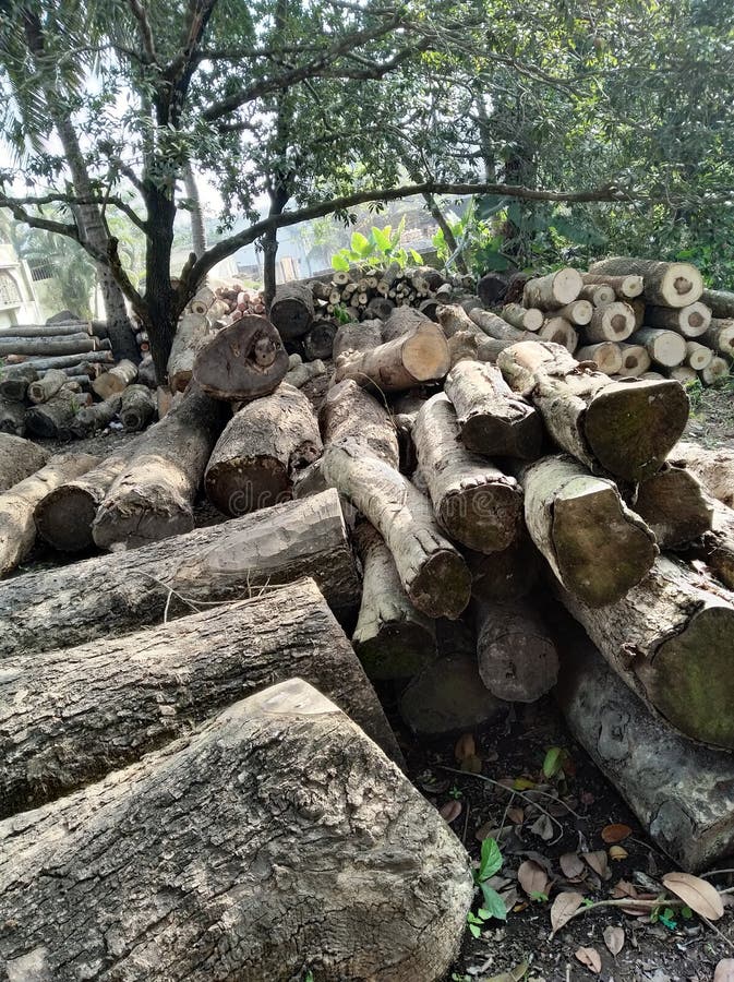 Hard wood 🌲 stock image. Image of tree, packing, long - 224926223