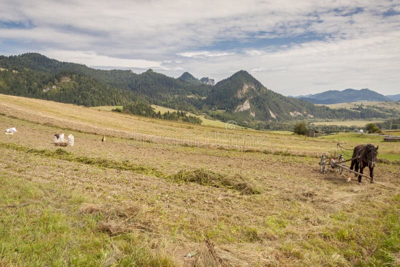 Hard work in field stock image. Image of farmer, fall - 36260207