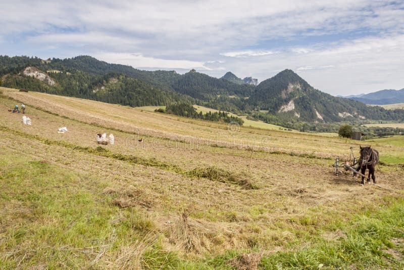 Hard work in field stock image. Image of farmer, fall - 36260207