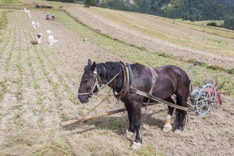 Hard work in field stock photo. Image of meadow, harvest - 36260414