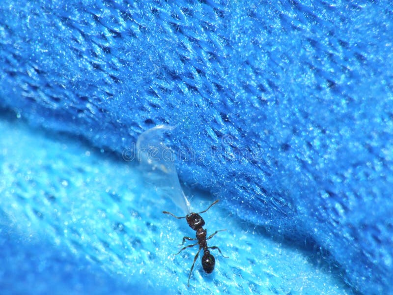 Hard worker ant stock image. Image of black, insect, worker - 28504353