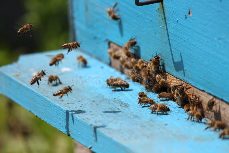 Working bees in Sumer time stock image. Image of happy - 242597531