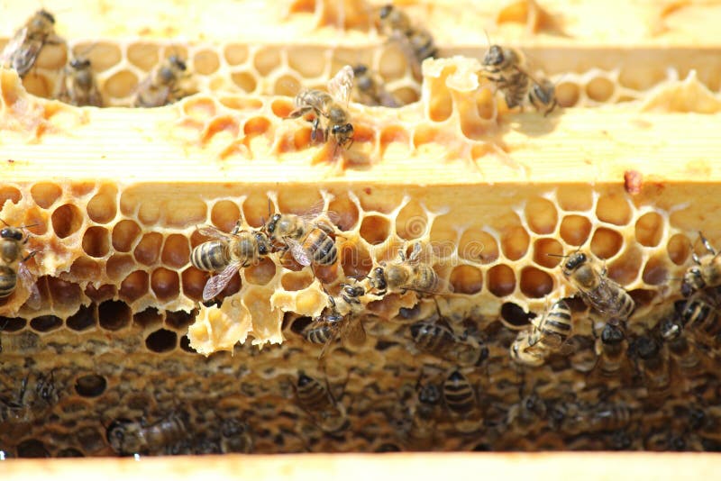 Piramids Night Time Stock Photos - Free & Royalty-Free Stock Photos ...