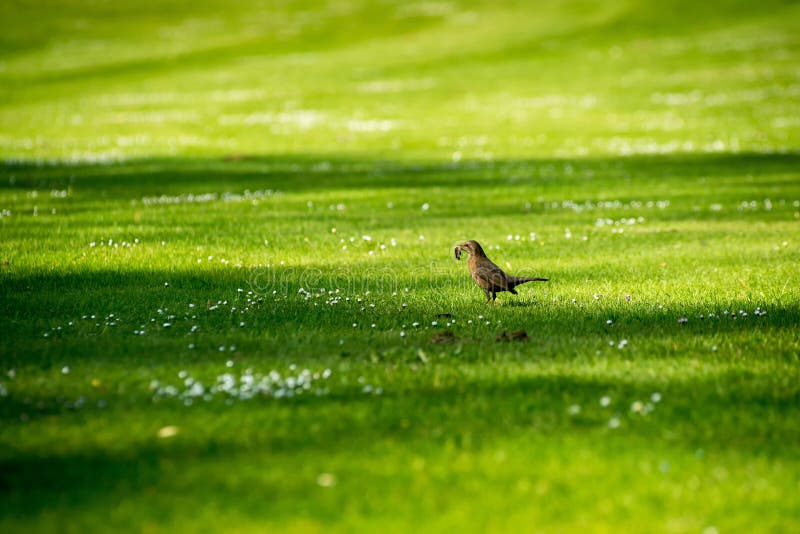 Bird on the Grass. Grass. Sun. Bird. Crow with Apple Stock Image ...