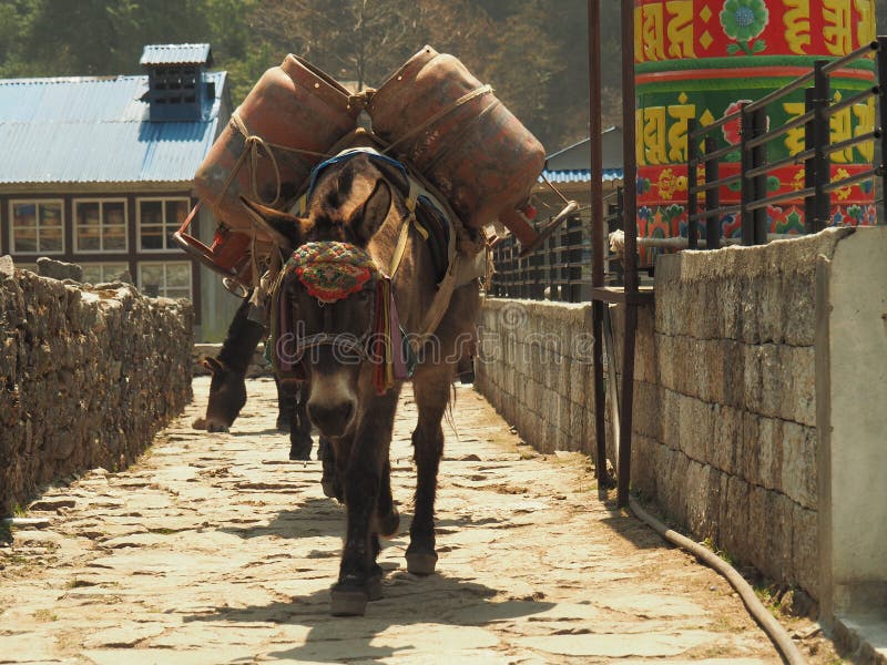 Hard working donkey stock photo. Image of clothing, temple - 277385870