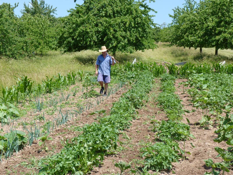 Hard-working farmer stock photo. Image of conventional - 30650068