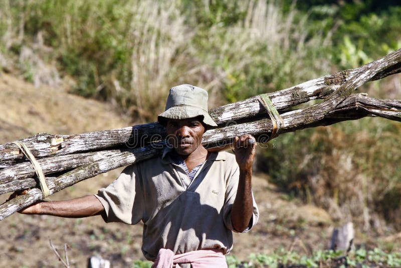 Hard Working Man Carrying a Tree Trunk - MADAGASCAR Stock Photo - Image ...