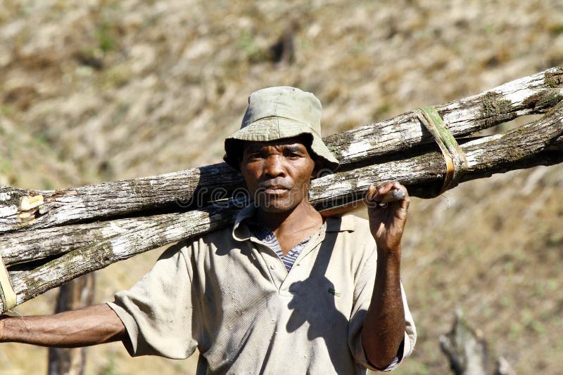 Hard Working Man Carrying a Tree Trunk - MADAGASCAR Stock Image - Image ...