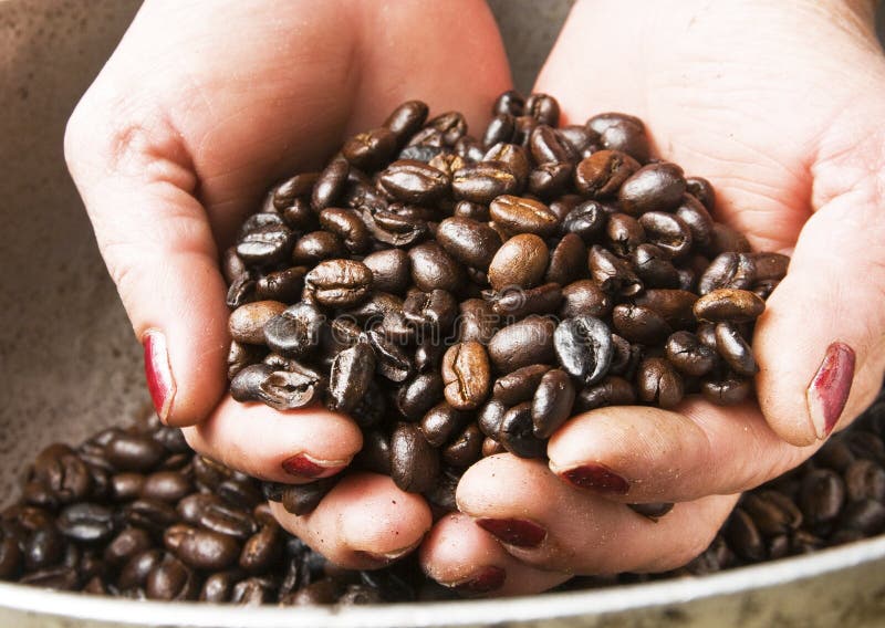 Hard Working Woman Hands Holding Coffee Beans Stock Image - Image of ...