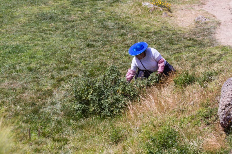 Hard working woman in Peru editorial stock image. Image of person ...