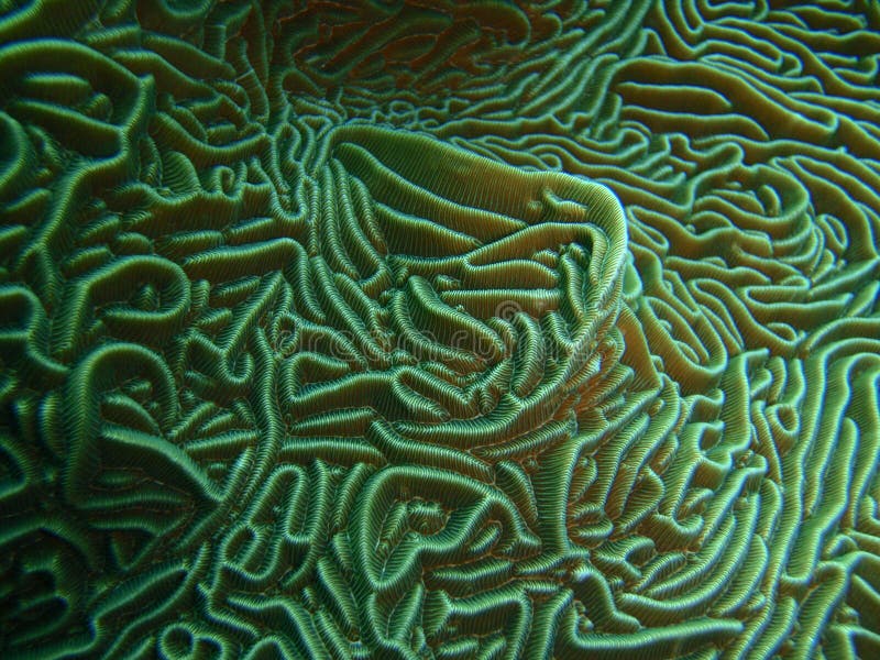 2,900+ Hardcoral Free Stock Photos - StockFreeImages