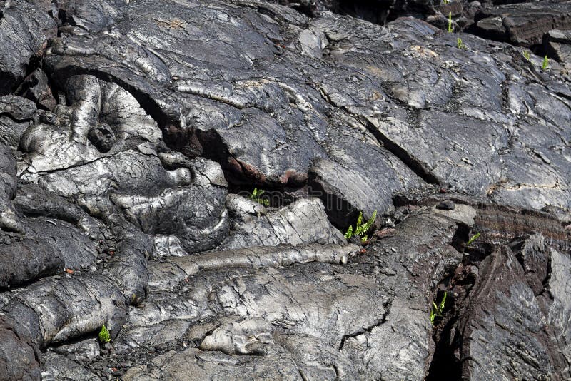 Harden lava flow stock photo. Image of park, flow, hilo - 31347950