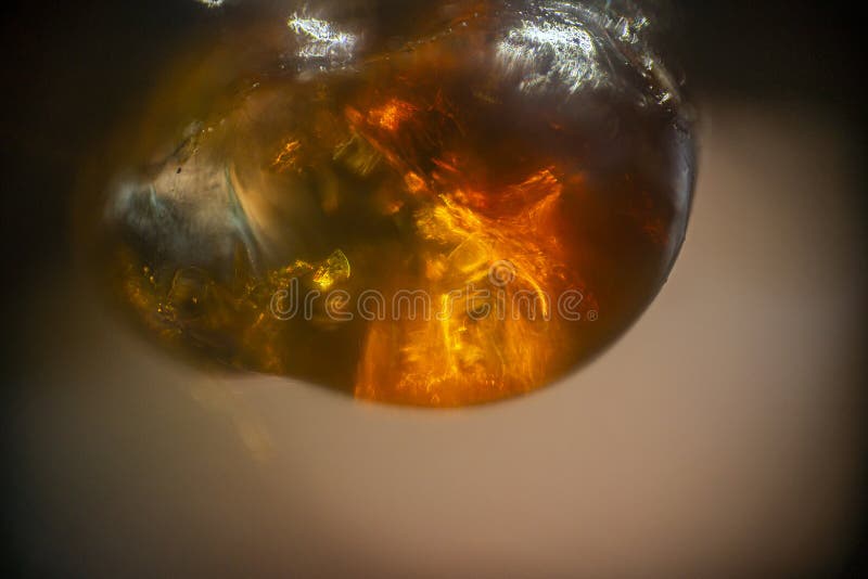 Solidified Tree Resin - Gum in Macro Stock Photo - Image of solidified ...