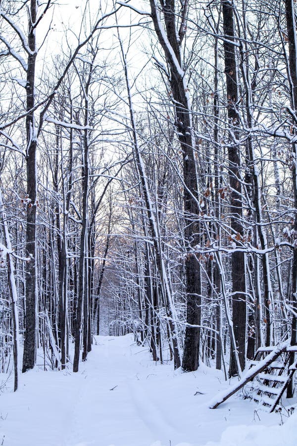 Hardwood Forest after a Snowstorm in December Vertical Stock Image ...
