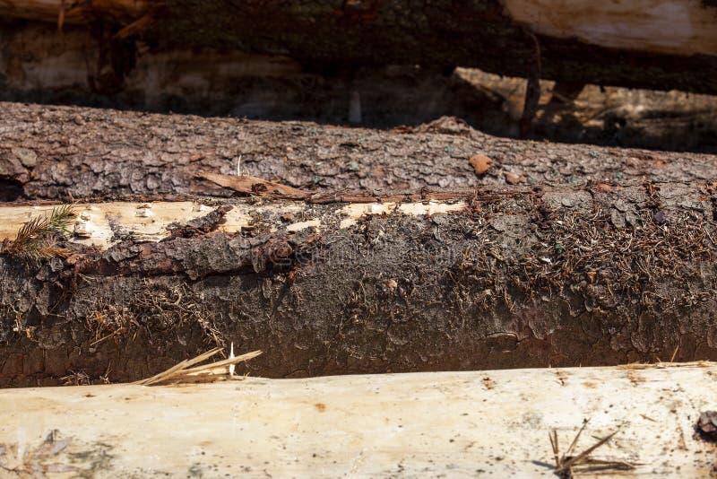 Hardwood Logging for Industrial Processing and Production Stock Photo ...