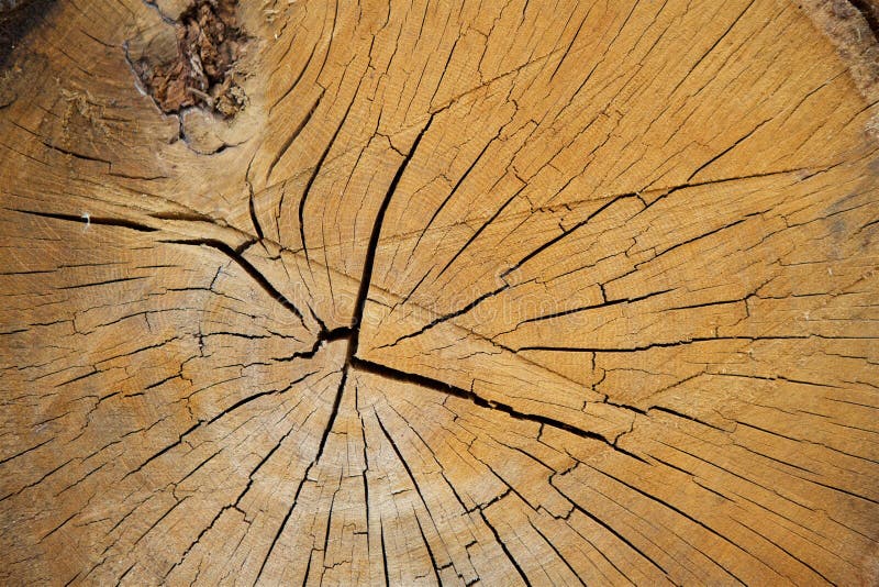Hardwood logs and saw stock image. Image of ring, wood - 179720593