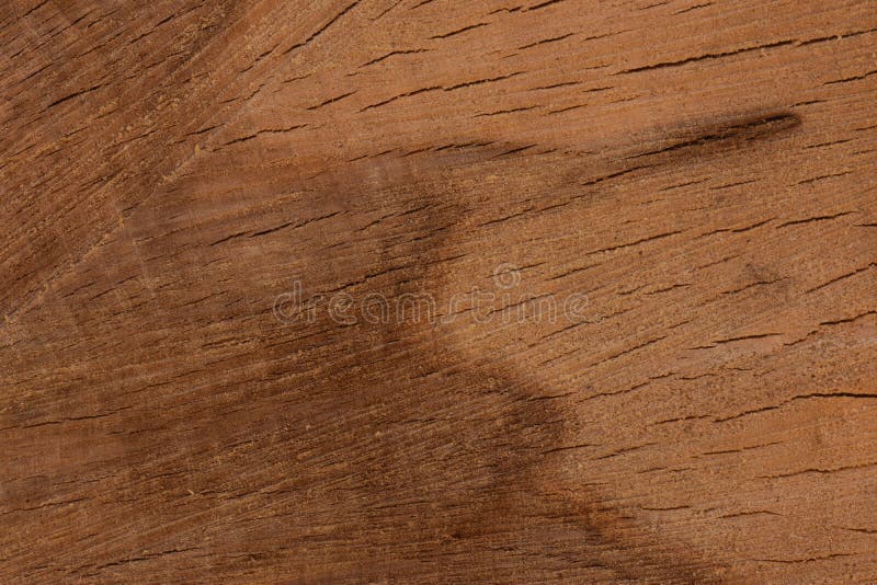 Hardwood Texture Aspen Tree Multicolor Pattern Stock Image - Image of ...