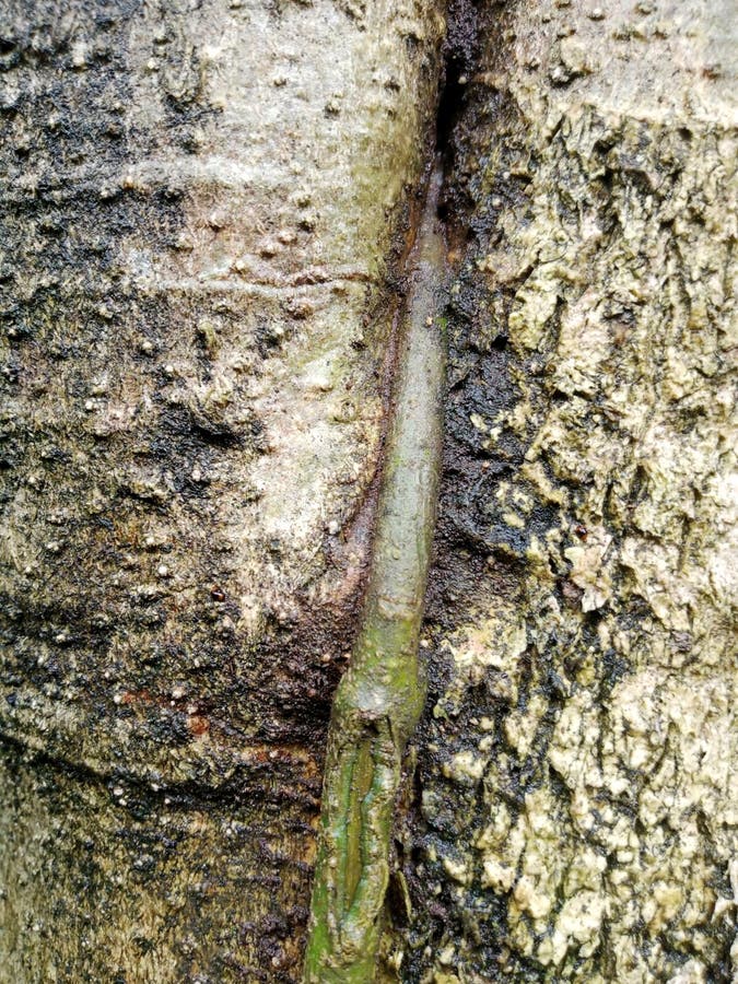Hardwood Tree Trunks are Unique and Interesting Stock Photo - Image of ...