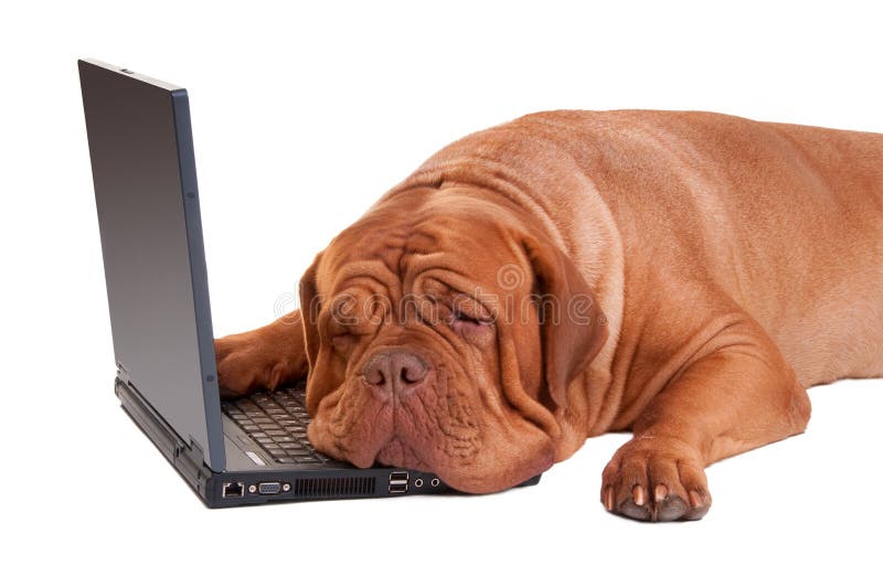 Dog On Computer