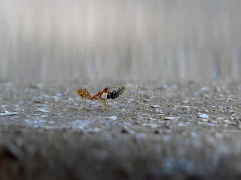 454 Hard Working Ant Stock Photos - Free & Royalty-Free Stock Photos ...