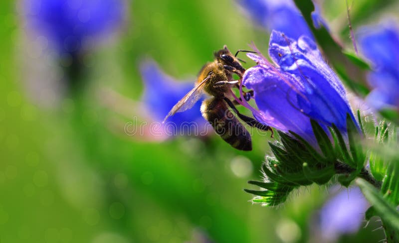 Fluffy bee. stock image. Image of botany, nectar, health - 234341333