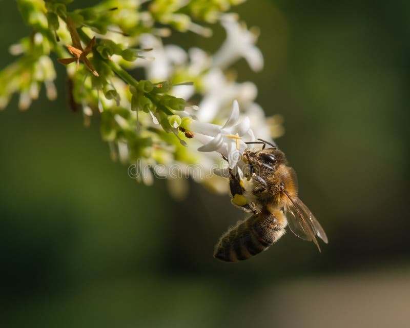 Bee Gathering Pollen from White Flower Stock Photo - Image of colors ...