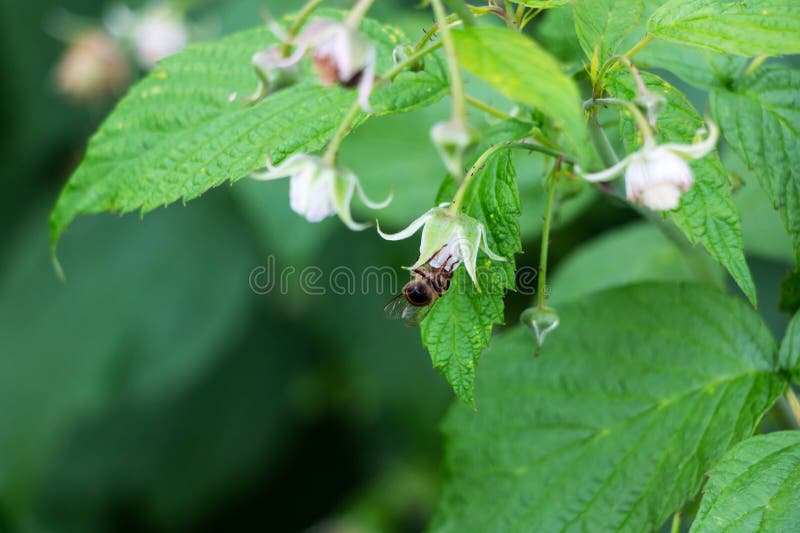 A Hardworking Bee Pollinates a White Raspberry Flower among Green ...