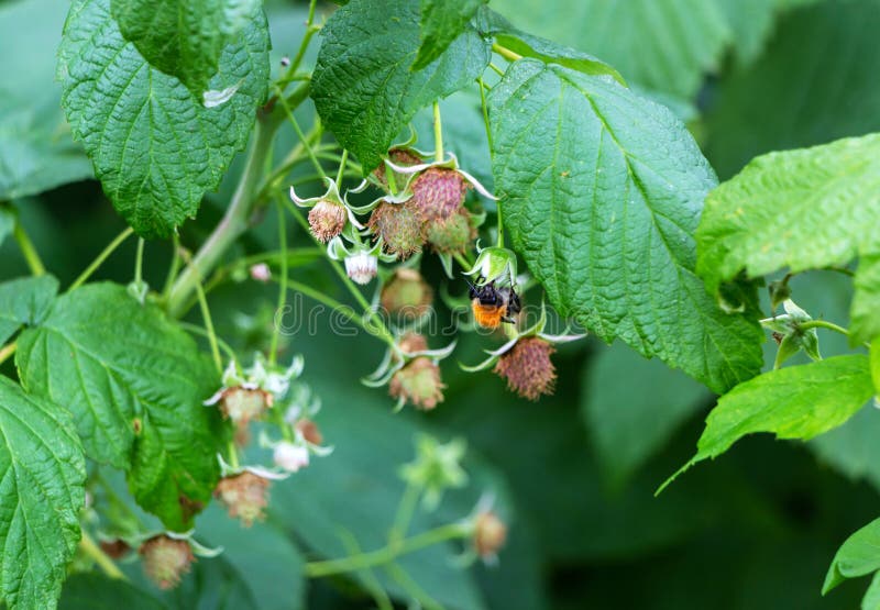 A Hardworking Bee Pollinates a White Raspberry Flower among Green ...