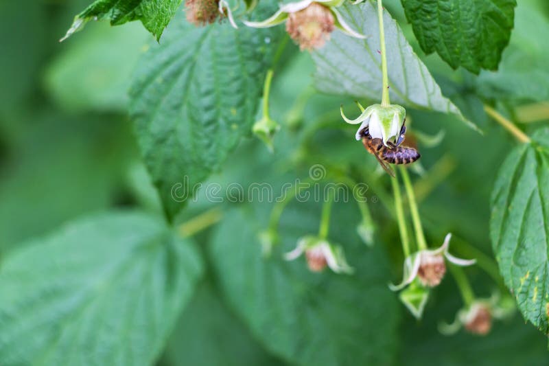 A Hardworking Bee Pollinates a White Raspberry Flower among Green ...