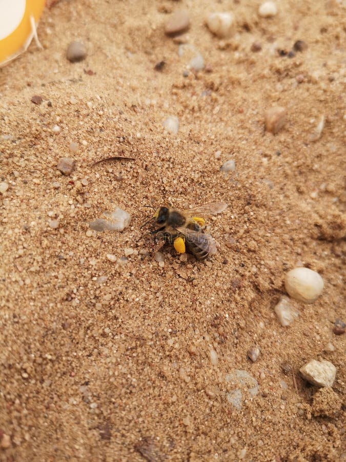Hardworking Bee in the Sand with Legs from Pollen Stock Photo - Image ...